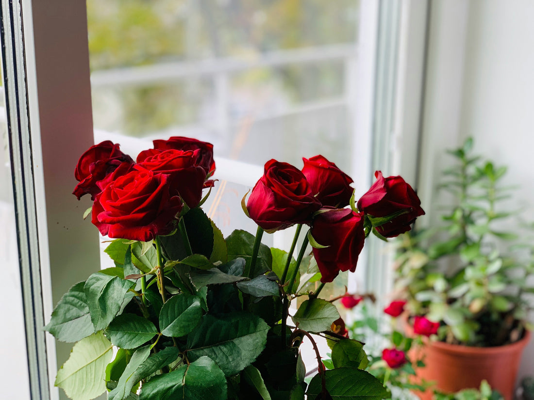 Best Tips for Planting Roses in Pots – Ten Thousand Pots